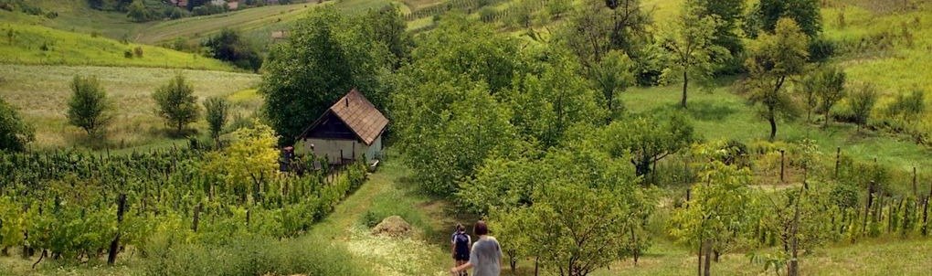NT