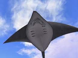 Raya