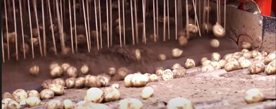 Conveyor belts with bristles and sieves help to remove most of the soil