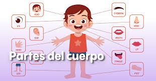 El cuerpo humano es una estructura bien organizada que está formada por ...