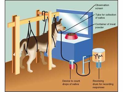 Pavlov's dogs experiment.