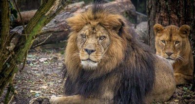 The Barbary lion