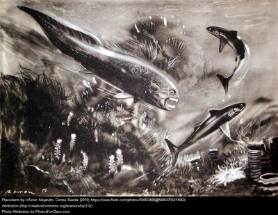 First Jawed Fish ~440 MYA