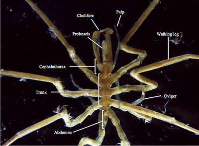 Anatomy of a real sea spider.