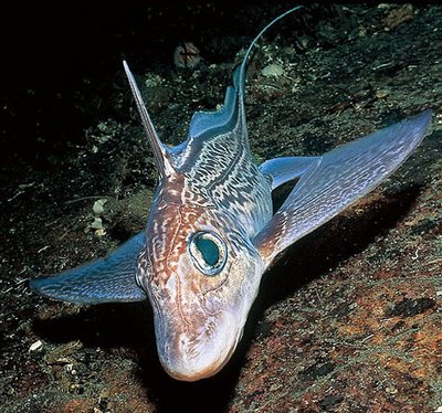 Era Paleozoica
