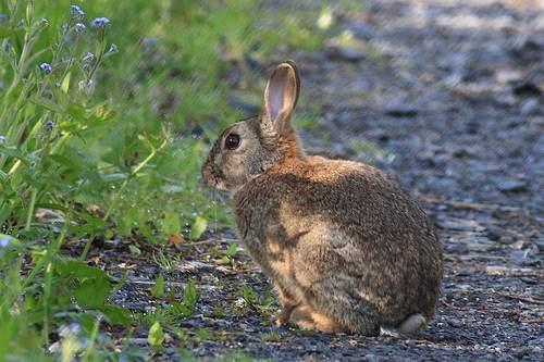 Ecosystem: The rabbits ecosystem is the grass and mud.