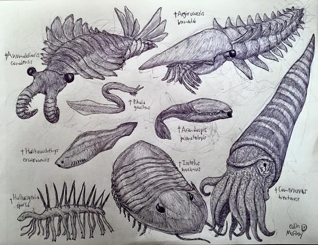 Paleozoic Era and Ordovician Period 488 mya. Animals start to have ...
