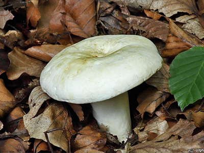 QUIZ - JAKI TO GRZYB?