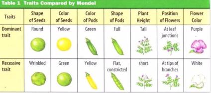 http://www.thinksciencemaurer.com/mendels-pea-plants/