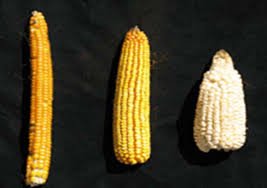 1881 Hybridized corn