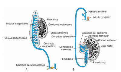 Los conductos testiculares adquieren configuración en herradura y sus ...