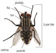 A kifejlett rovarteste három nagy testtájra (szelvénycsoportra ...