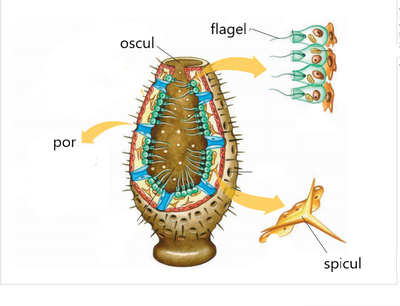 - identifică in imagine alcătuirea unui spongier