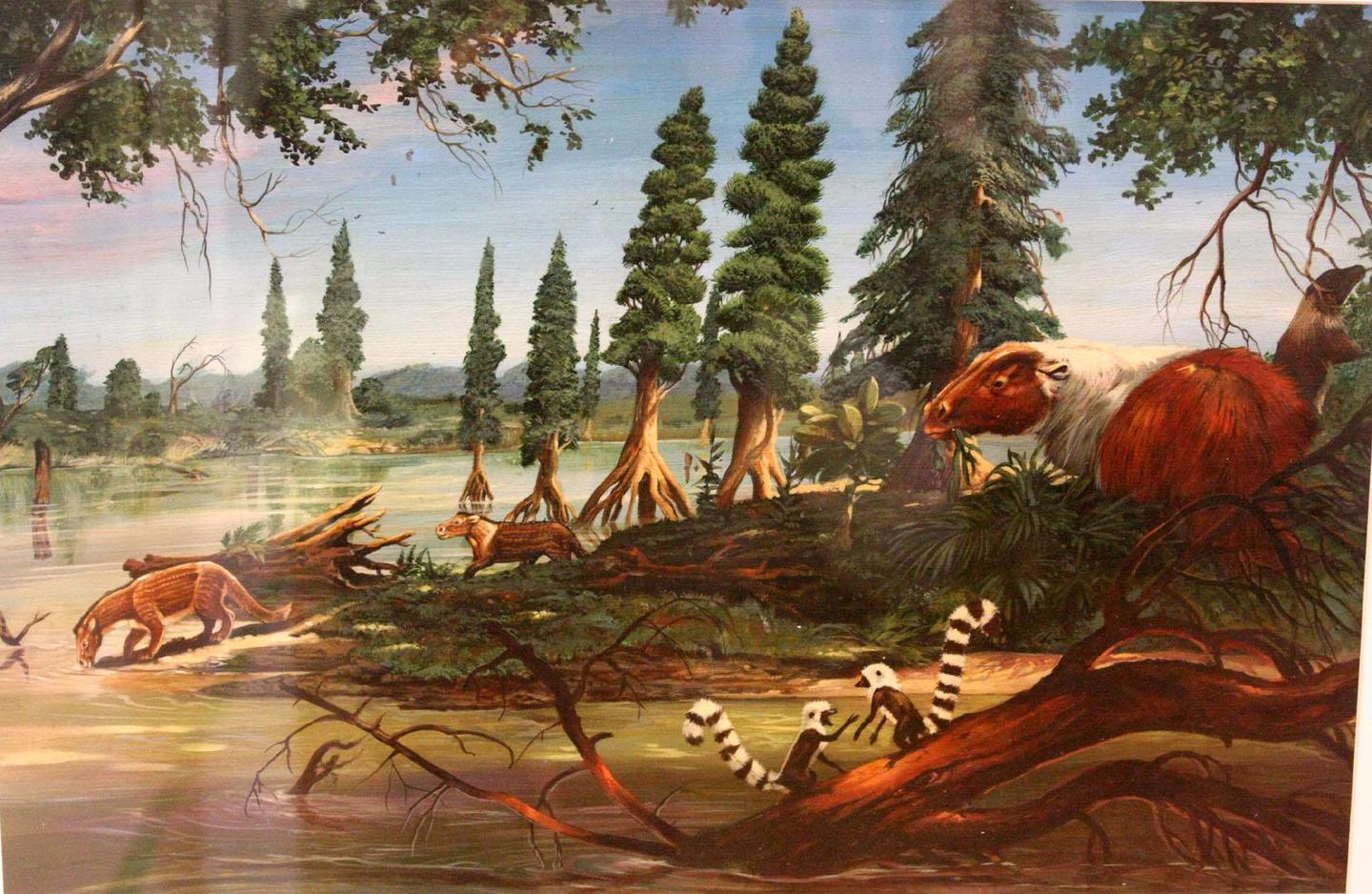 Tertiary Period Plants