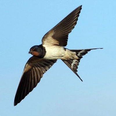 füstifecske repülése