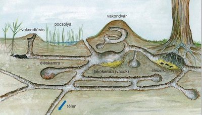 vakondjárat a föld alatt