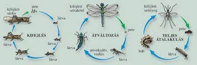 Fejlődésük lehet: