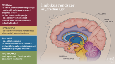 a limbikus rendszer az agytörzs szabályozása alatt álló ösztönös ...