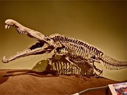 Phytosaur