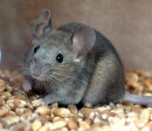 http://www.marchelibre.be/souris.htm