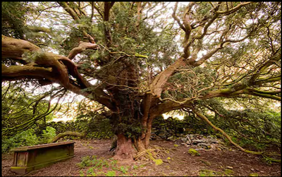 In Chapter 1, Conor wakes up at 12:07 a.m. and the yew tree in their ...
