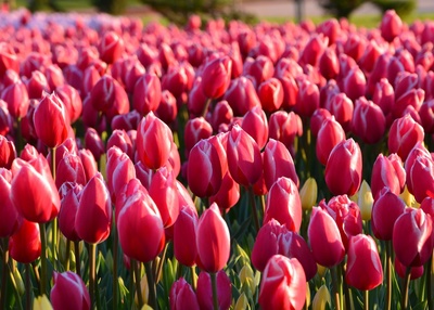 Types of flowers: Tulips