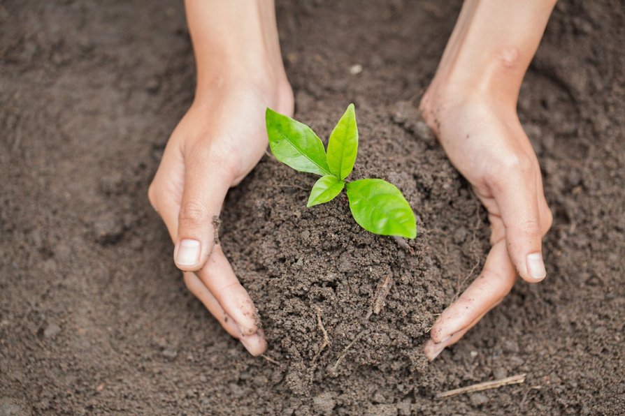 ¿ DÓNDE PLANTAMOS LA SEMILLA?