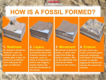 A summary of how fossils are formed.