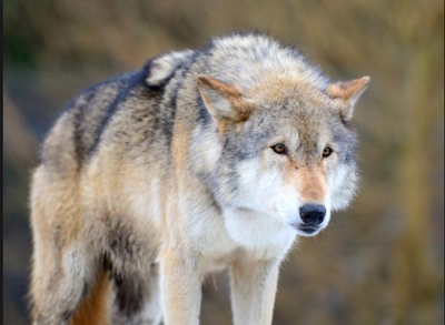 The Eurasian Wolf