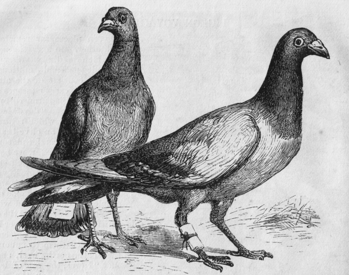 Pigeons were used by the Ancient Greeks to deliver messages.