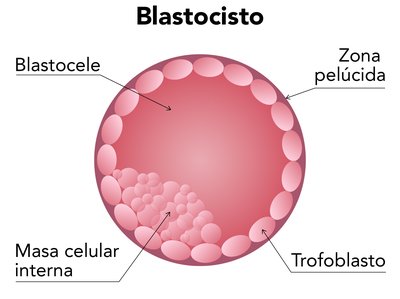 Blastocistos