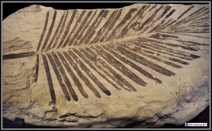 130 MYA Scientists found that there was Fossil evidence of flowering ...