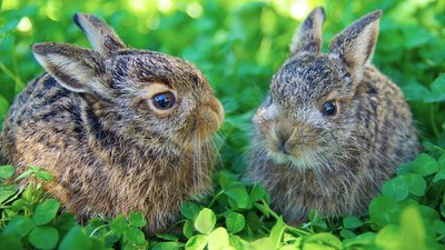 Természetes ellenségei: a róka és a ragadozó madarak. Évente három ...