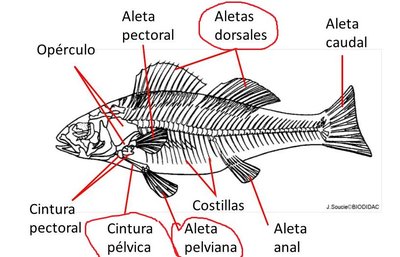 Aletas pélvicas y dorsales: ubicadas en sus respectivas cinturas