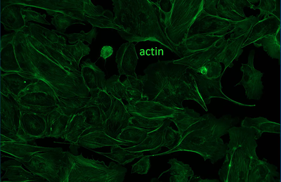 Different colors of light will illuminate different parts of the cell ...