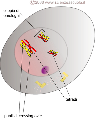 Schema della profase I: in realtà si compone a sua volta di altre fasi ...