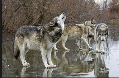 The gray wolf first emerged around one million years ago in Eurasia ...