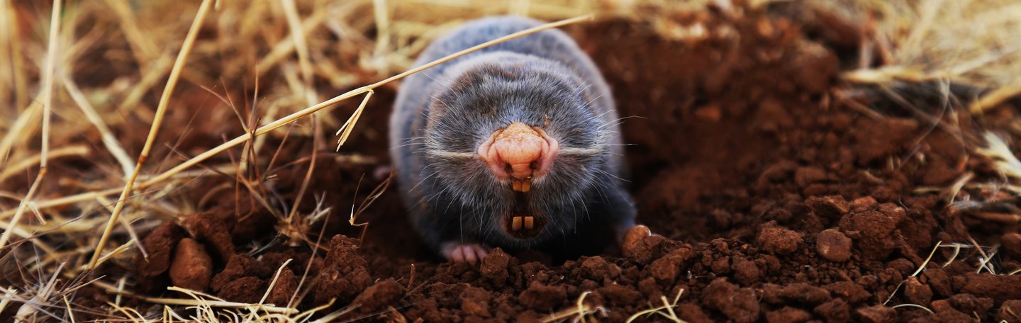 To print the story please do so via the link in the story toolbar.