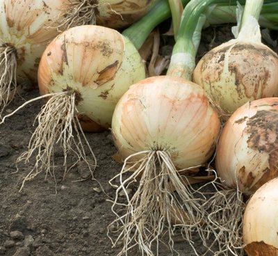 A vöröshagyma gyökérzete nem hatol mélyre , ezért nedves, nyirkos ...