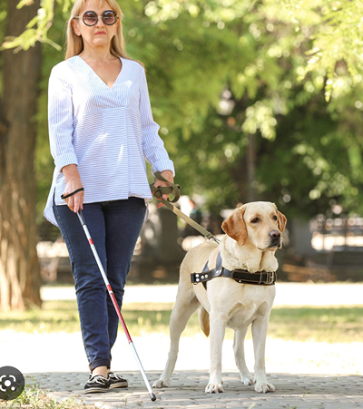 Seeing Eye Dog