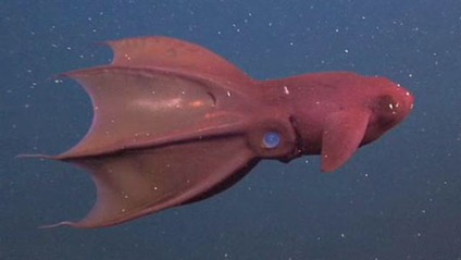 Vampire Squid- Current