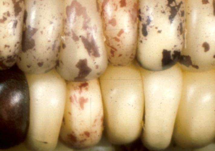 1931 Barbara McClintock Discovers Transposons in Corn Chromosones