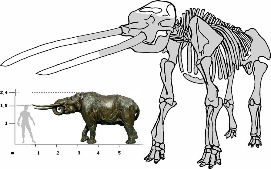 Az Anancus arvernensis makettje (Remie Bakker, holland művész alkotása ...