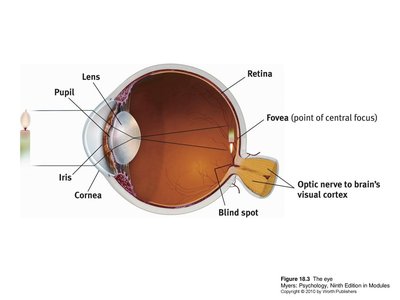 interposition ap psychology example