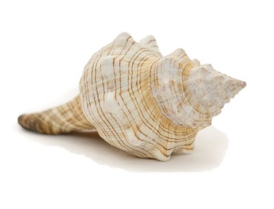 The conch shell symbolizes the society of the boys on ship trap island.