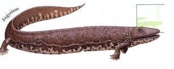 300 million years ago: Eogyrinus, an evolution of lungfish, begin to ...