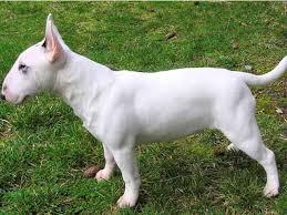 Bull Terrier from 2011