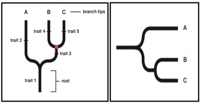 Are the images above equivalent trees? In other words, do both trees ...