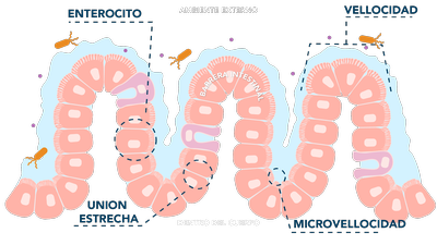 Cuando las proteínas ya son absorbidas por los enterocitos pasan al ...