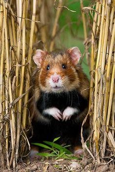 Most of the wild hamster live in the desert.